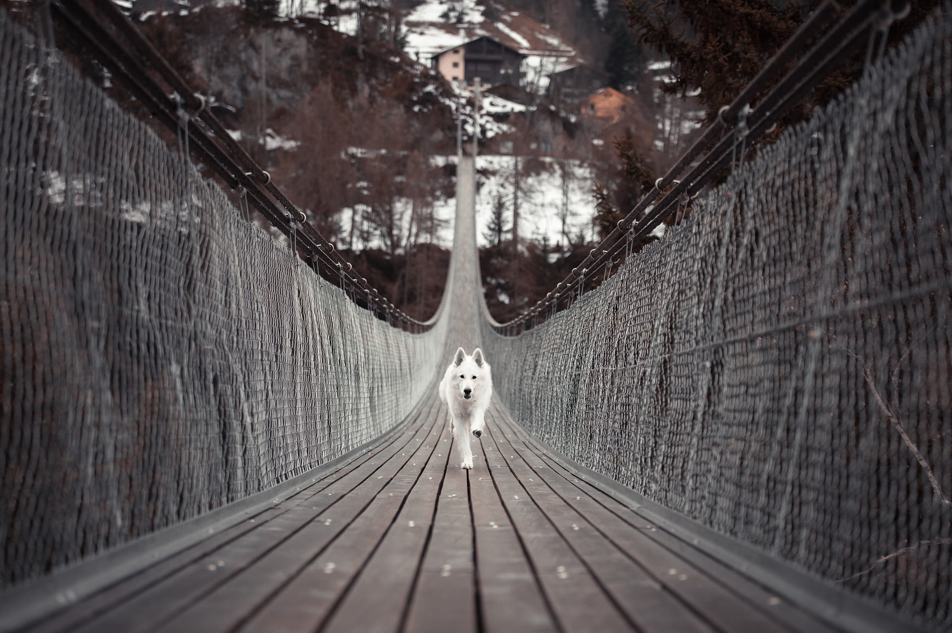 Despite the media reporting, the 'dog suicide bridge' is just an urban ...