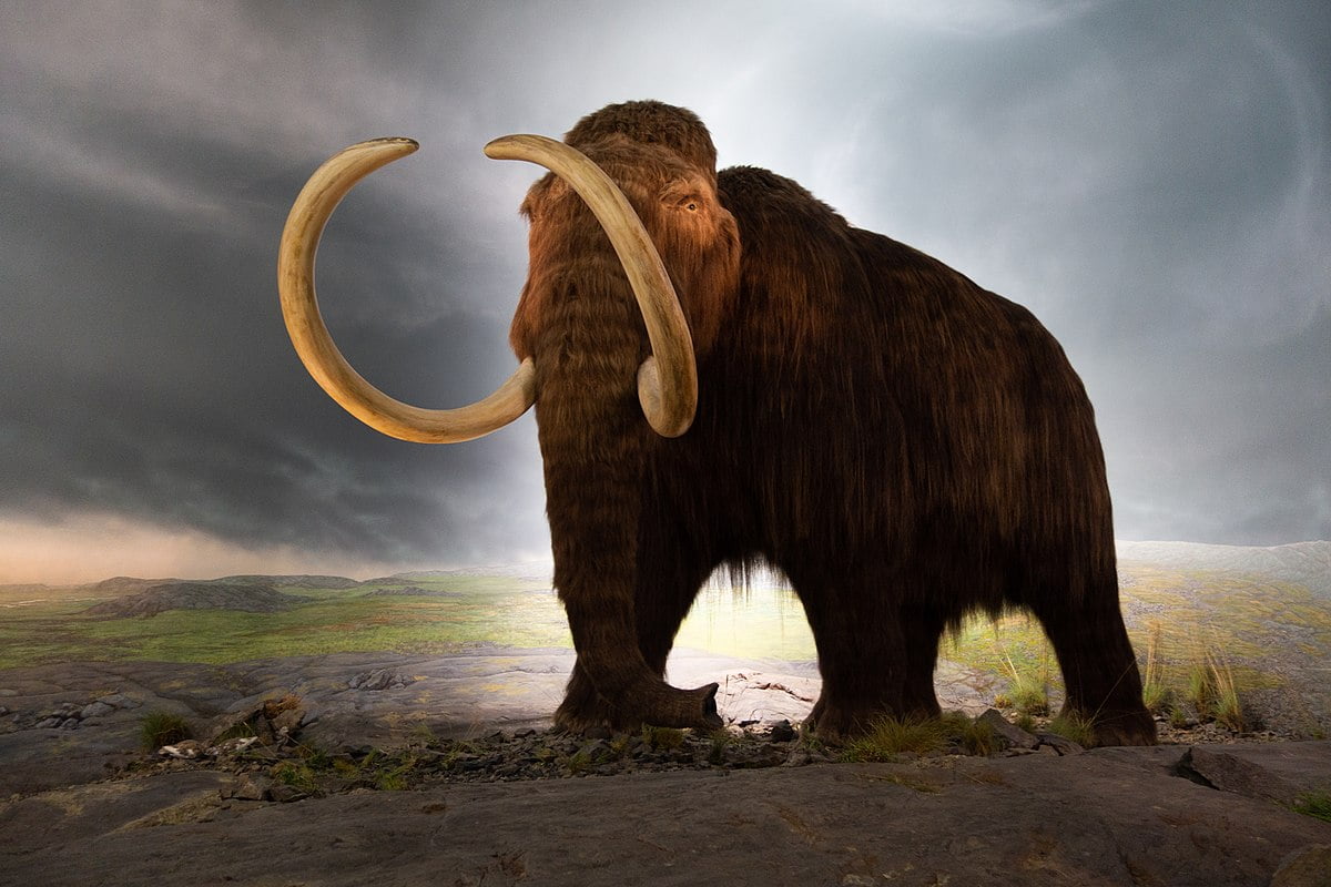 Efforts to "bring back" the mammoth distract from vital conservation goals