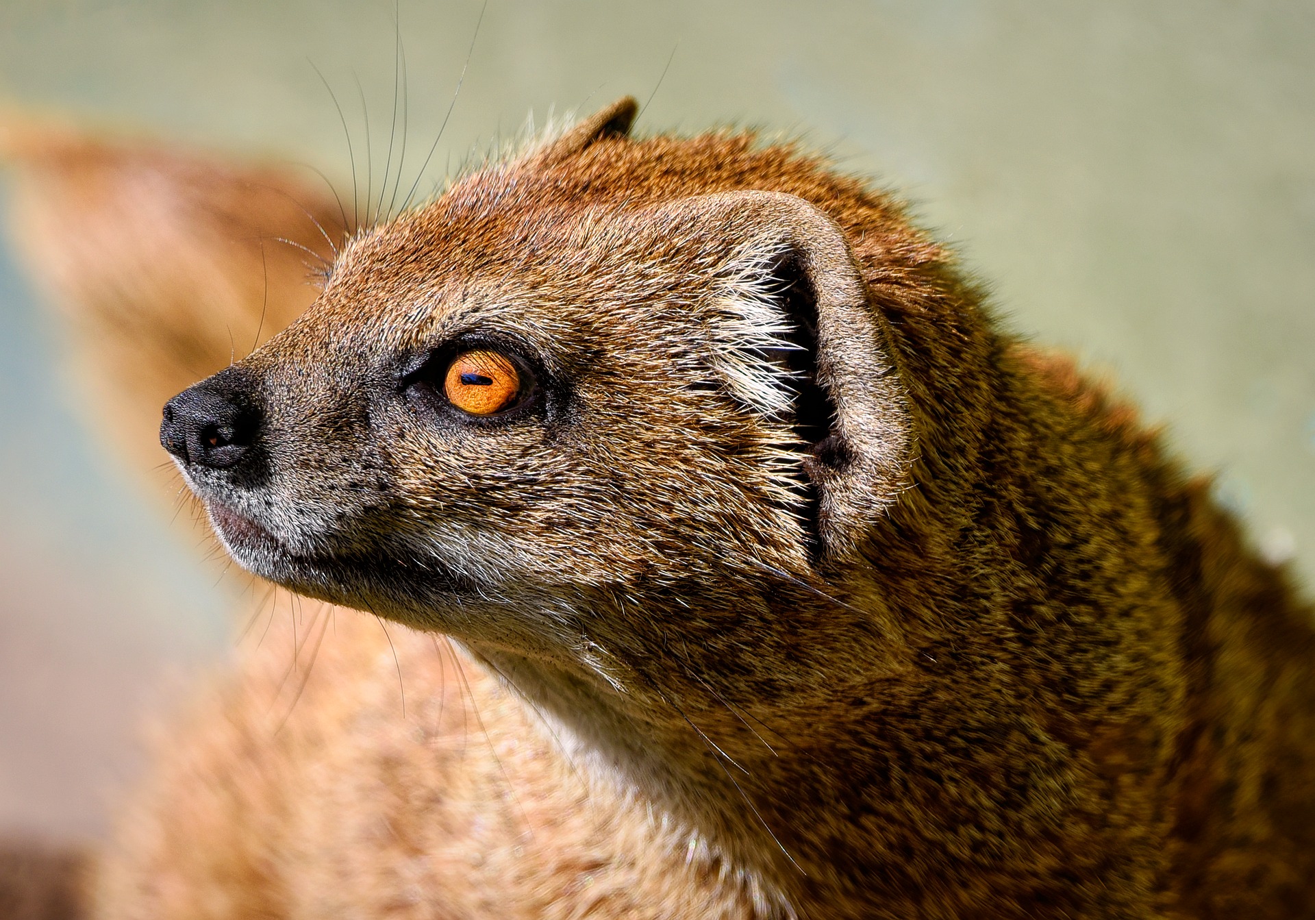 The strange and deeply unlikely tale of Gef the talking mongoose - The ...