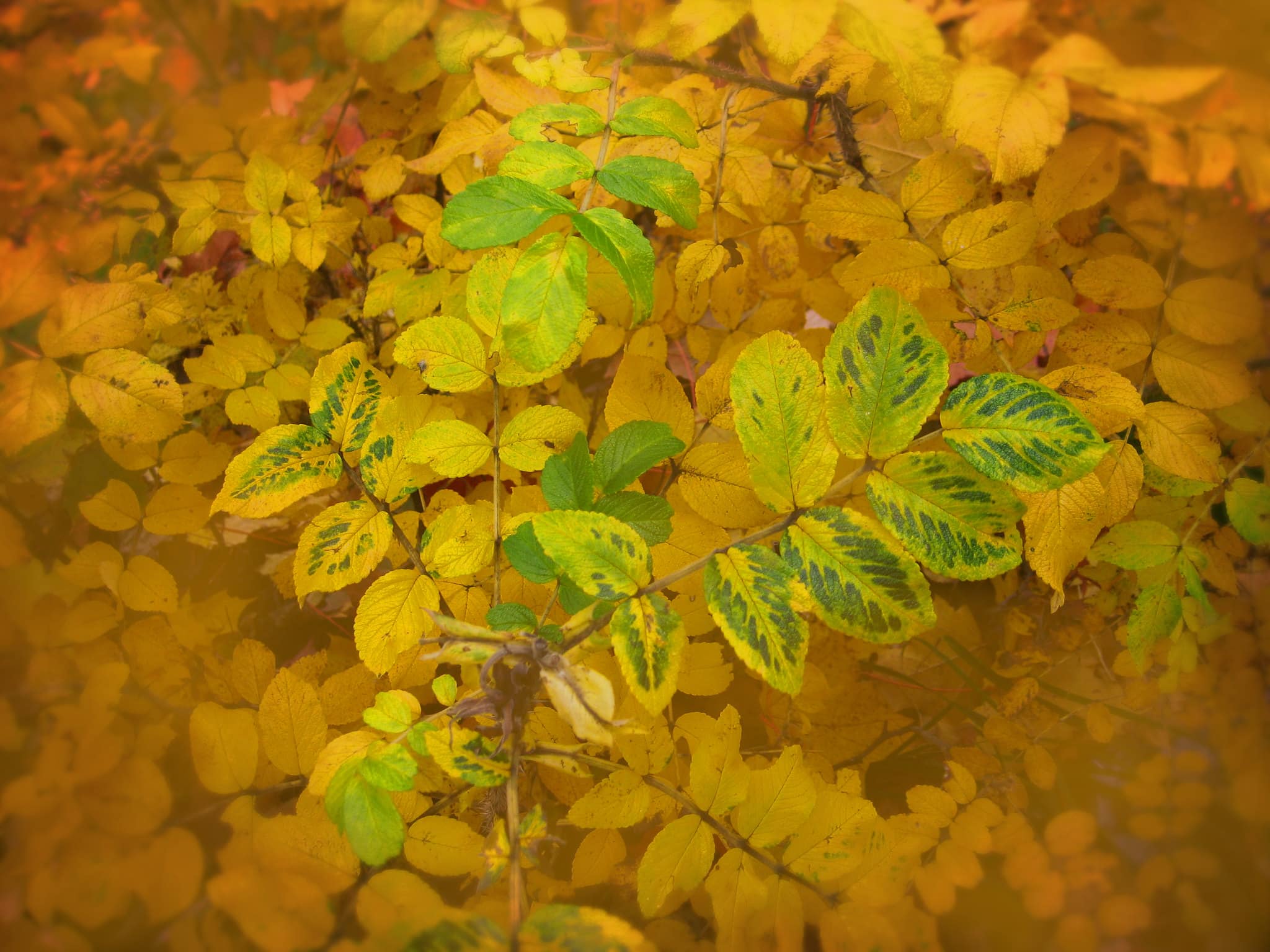 The evidence from plant neurobiology for the sentience of plants is far ...